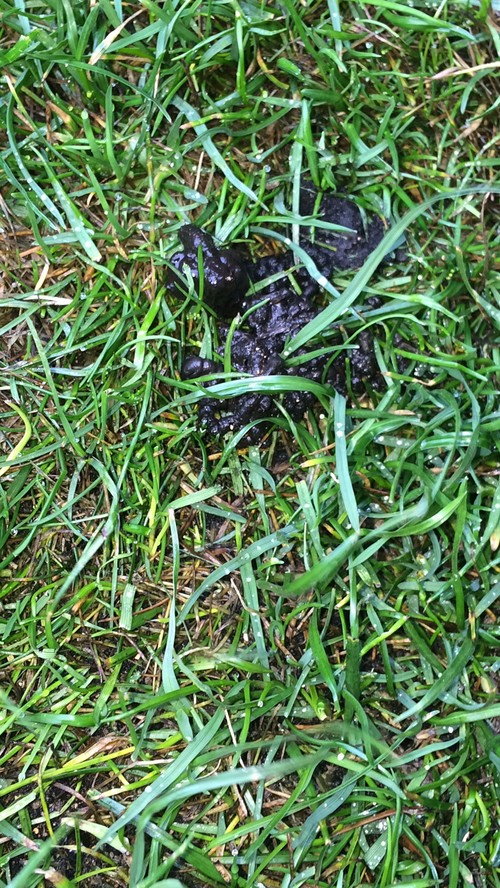 Black pile like poo on new turf