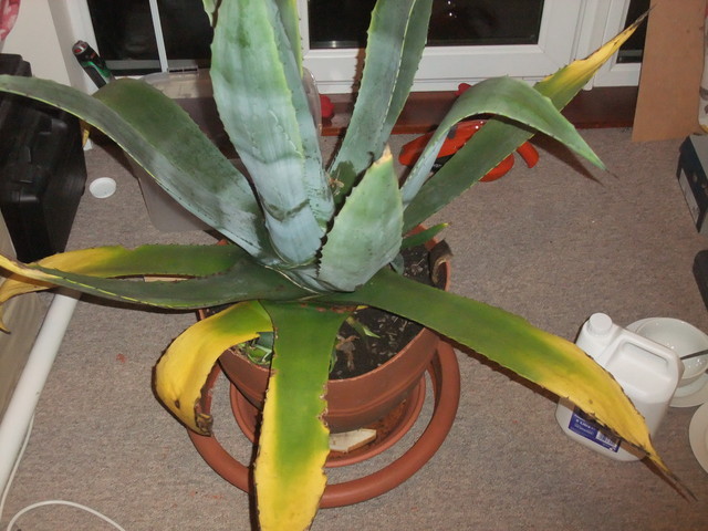 Yellowing Agave Americana