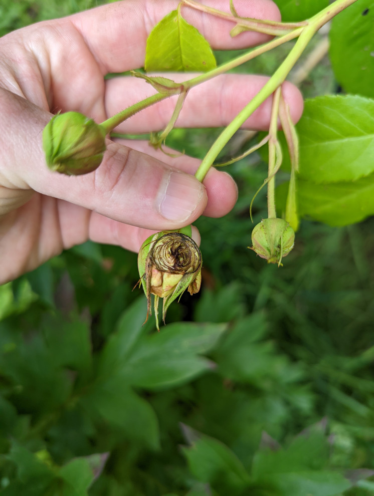 Odd pest damage on rose buds | Houzz Forum