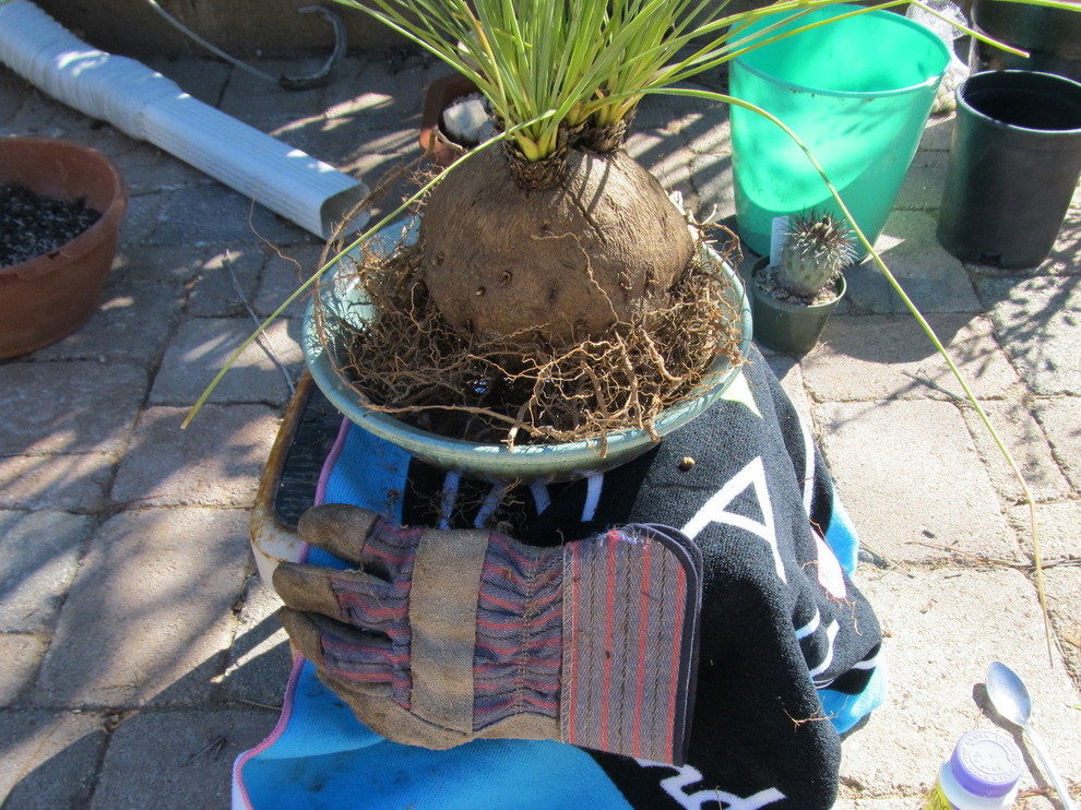Calibanus surprise. | Houzz Forum