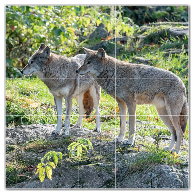 Wolf Ceramic Tile Wall Mural HZ501236, 60" Wide x 60" High - Rustic ...