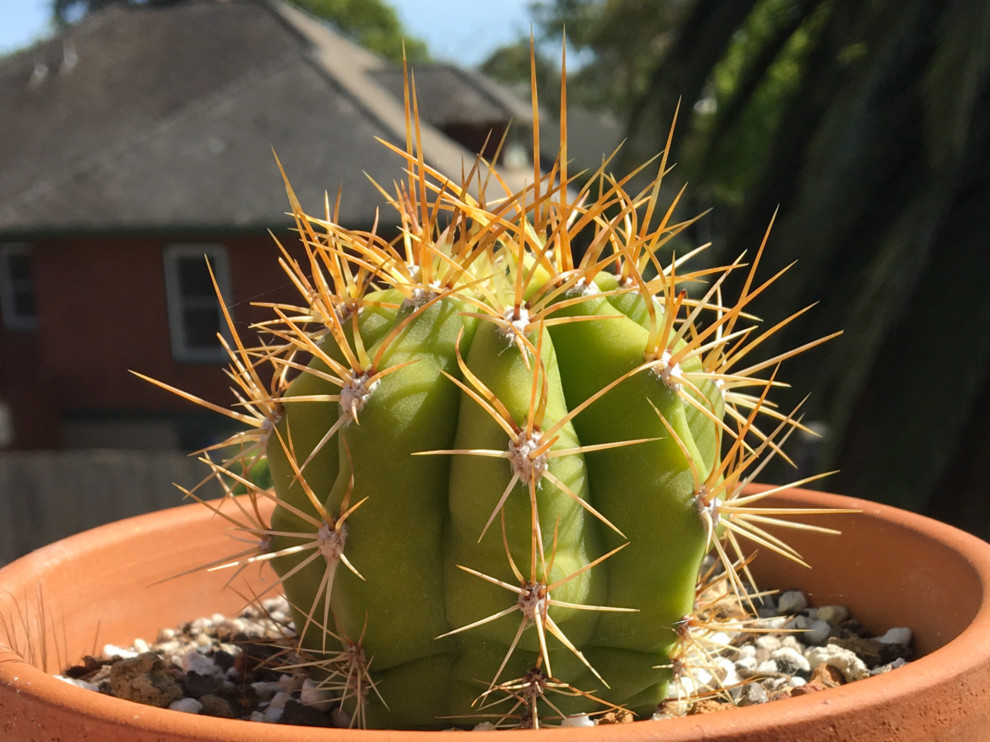 Need identification and care help for a very spiky cactus