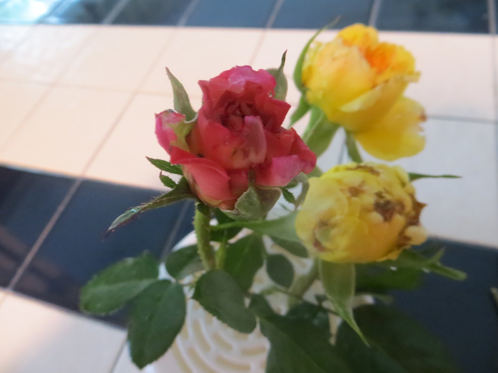 Deformed Roses