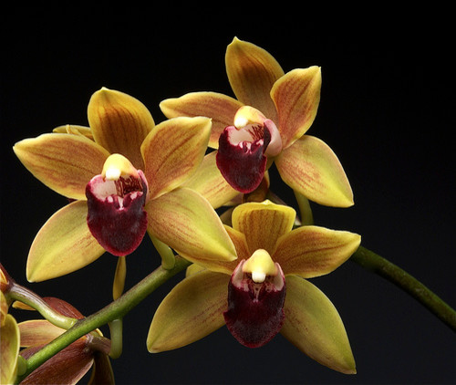 Cymbidium Amelia Earhart 'Elizabeth Hatfield'