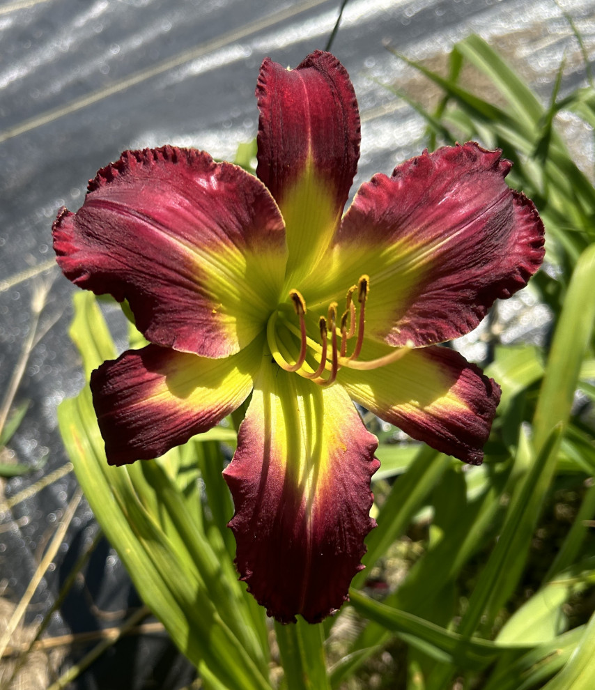 Friday's flowers on a windy day