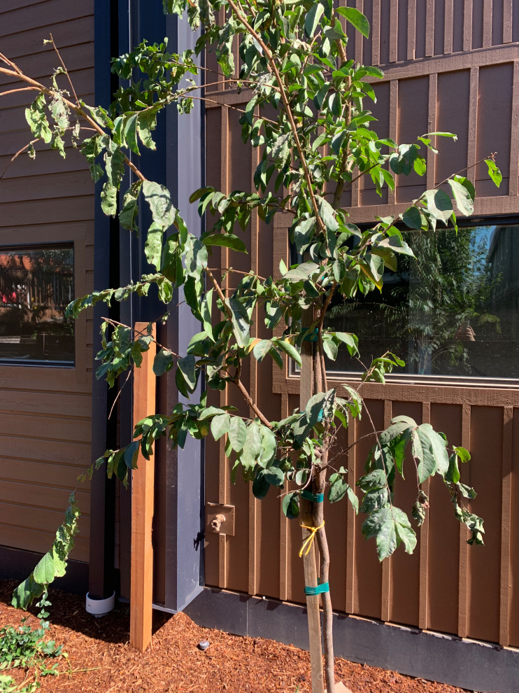 Builder planted these trees, what are they