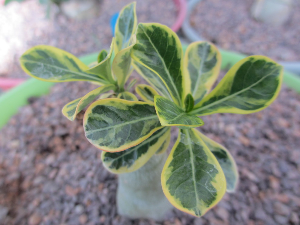 Variegated Adeniums