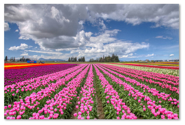 'Tulip Field' Canvas Art by Pierre Leclerc, 16" x 24" - Transitional ...