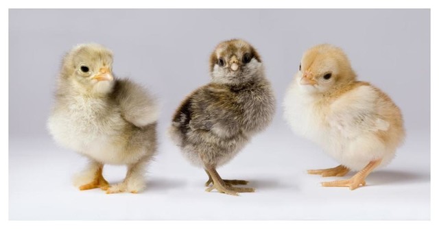 "Domestic Chicken Chicks Showing Genetic Variation" Wall Art, 38"x20 ...