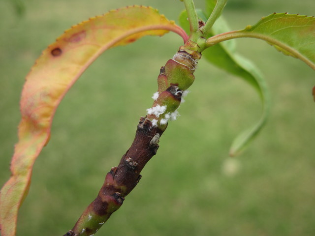Peach Pest Identification Help! (Photos)