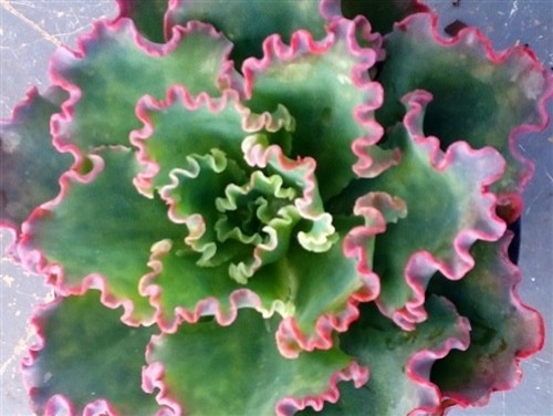 Your succulent!!!