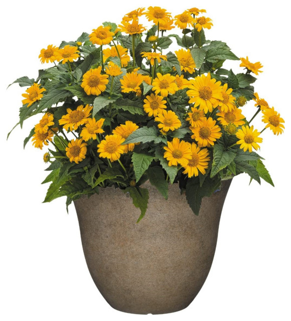 Classic Home and Garden Honeysuckle Resin Flower Pot Planter, Fossil ...