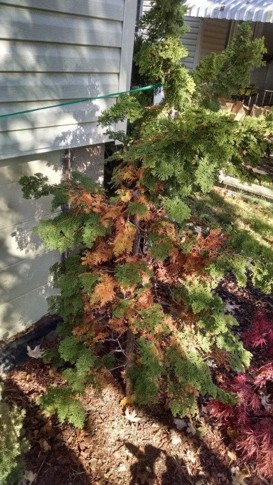 Is evergreen dying?