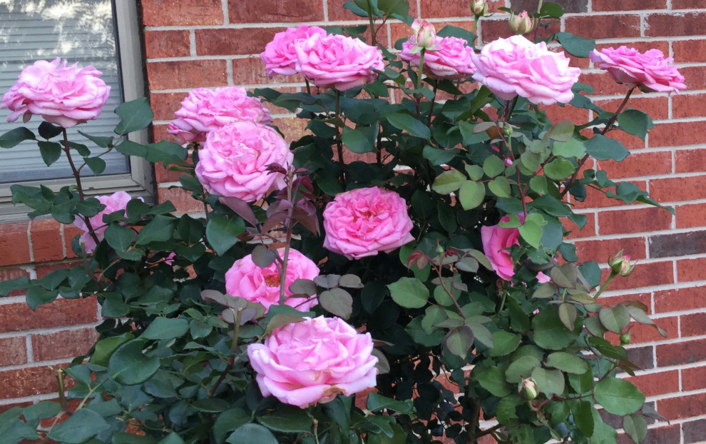 2020 Color Threads: PINK | Houzz Forum