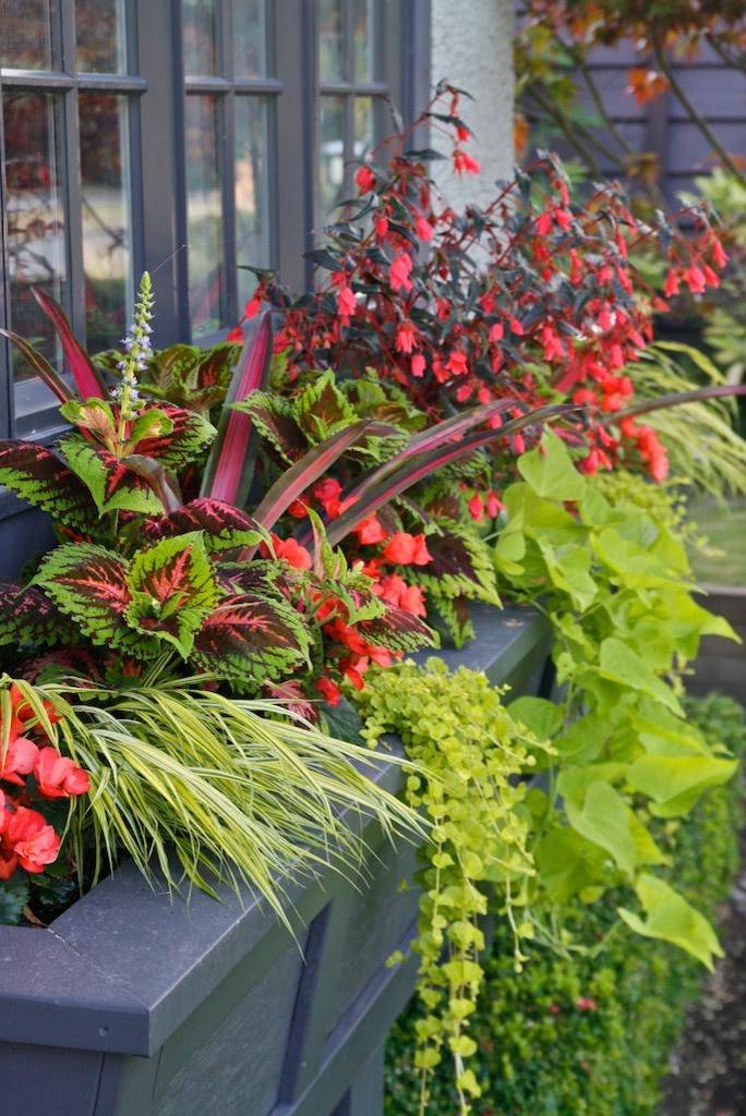 Choose Complementary Colors for Dazzling Container Gardens
