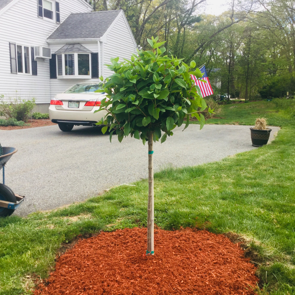 Quickfire tree will make my yard