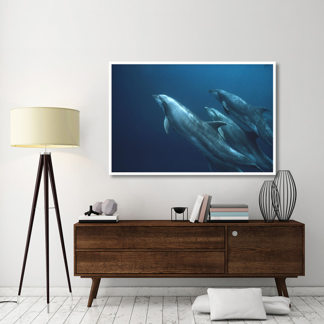 Bottlenose Dolphins, Roca Redonda, Galapagos Islands, Ecuador-Paper Art ...