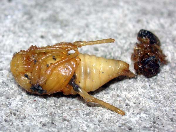 underground insect larva