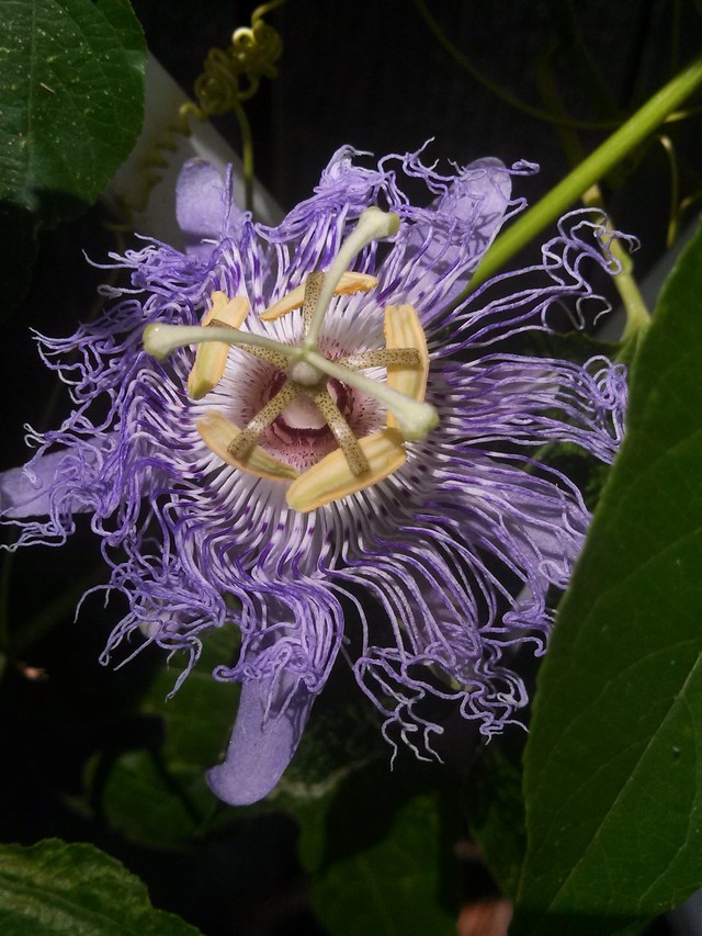 Wild Passion Flowers