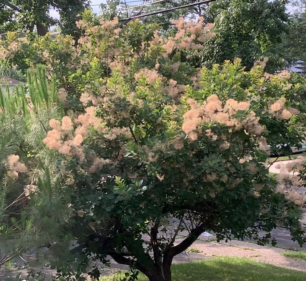 12 Trees Landscape Designers Love for Containers