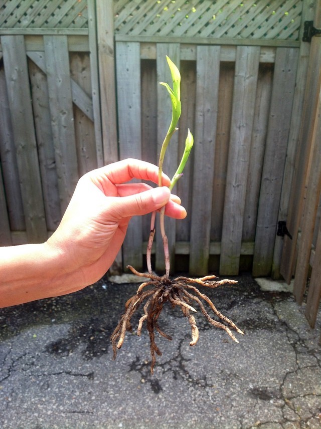 Help me! Weed from Hell!!!!! | Houzz Forum