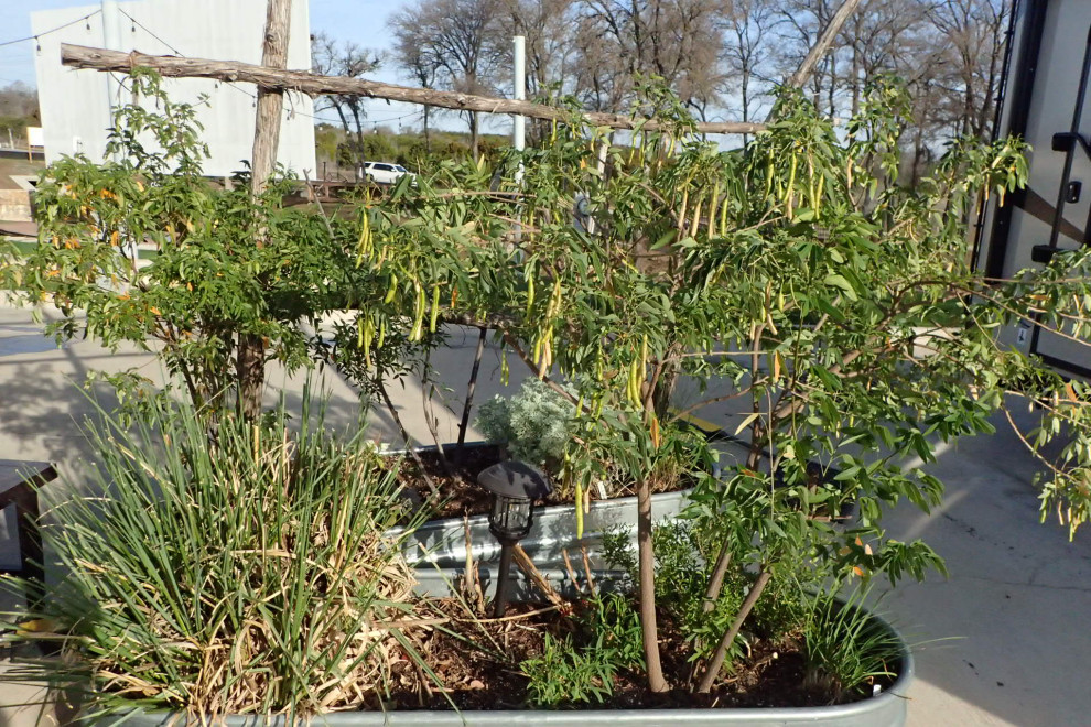 Light Yellow Legumes?