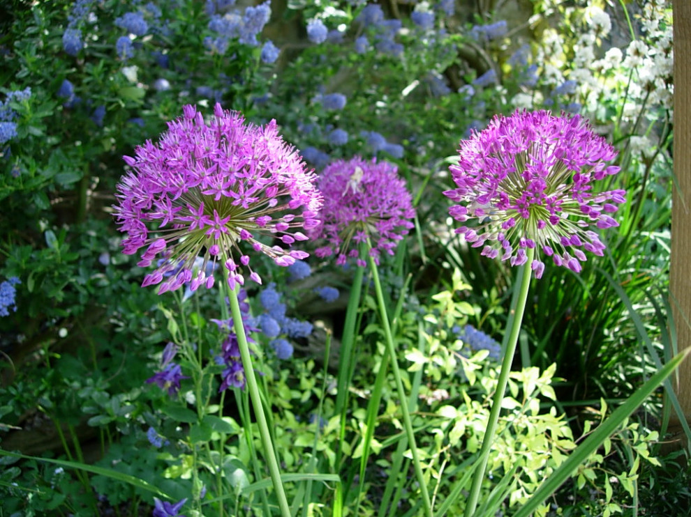 Hackney garden design - Contemporary - Garden - London - by North ...