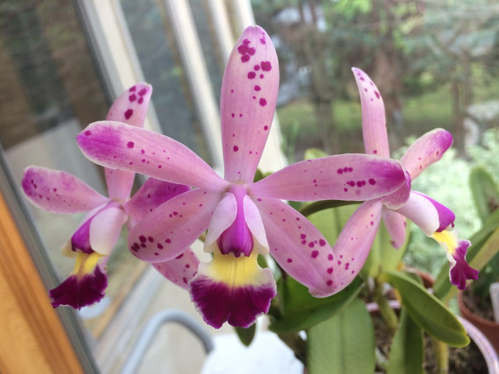 Lc. Tropical Pointer 'Cheetah'