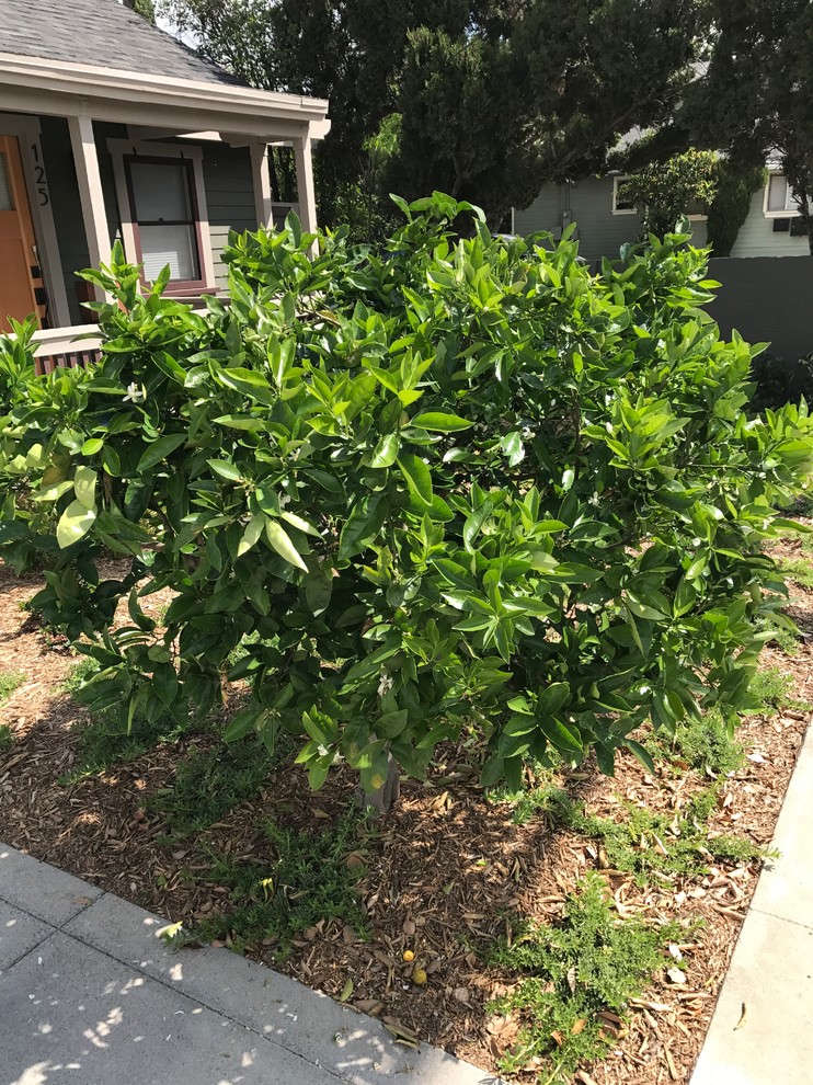 Identify citrus tree at new home