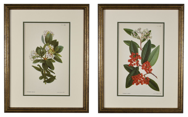 Original Vintage 1950s English Botanical Prints, Set of 2 - Traditional ...