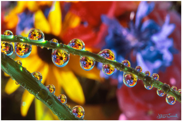 Steve Terrill Reflections in Dew Drops Art Print, 30"x45 ...