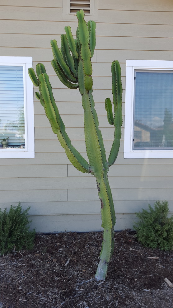 Cactus leaning