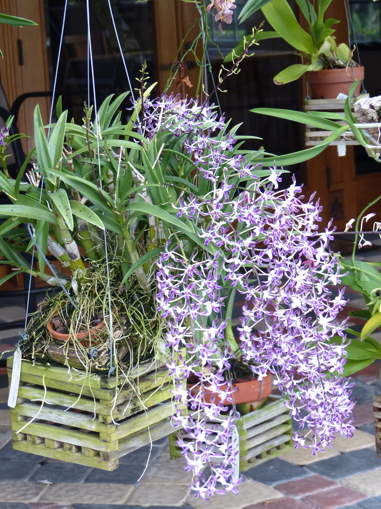 dendrobium blue Twinkle