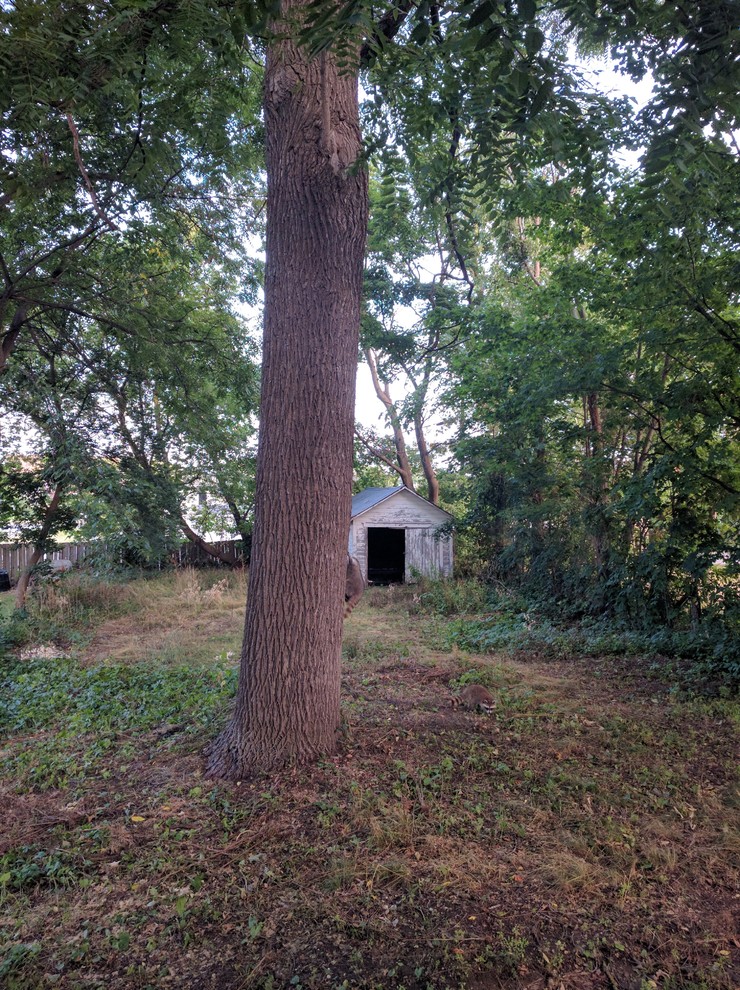 Neglected Backyard overhaul help