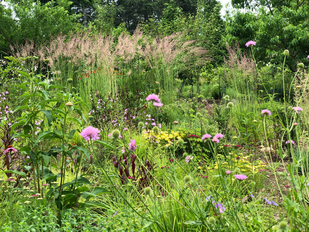 Slope Meadow Planting - Transitional - Landscape - New York - by Ty Tan ...
