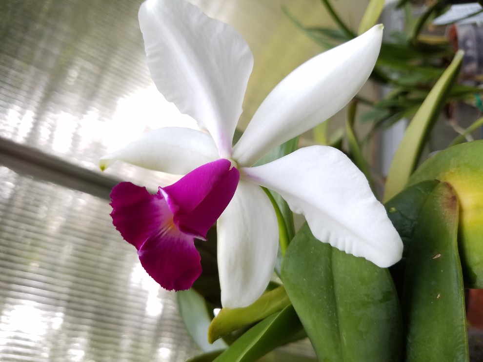 Cattleya violacea v. flamea