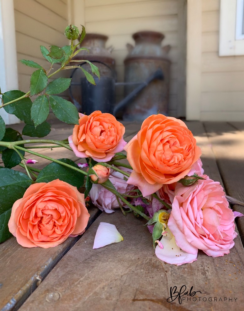 Louise Clements, a bit of a melodramatic beauty | Houzz Forum
