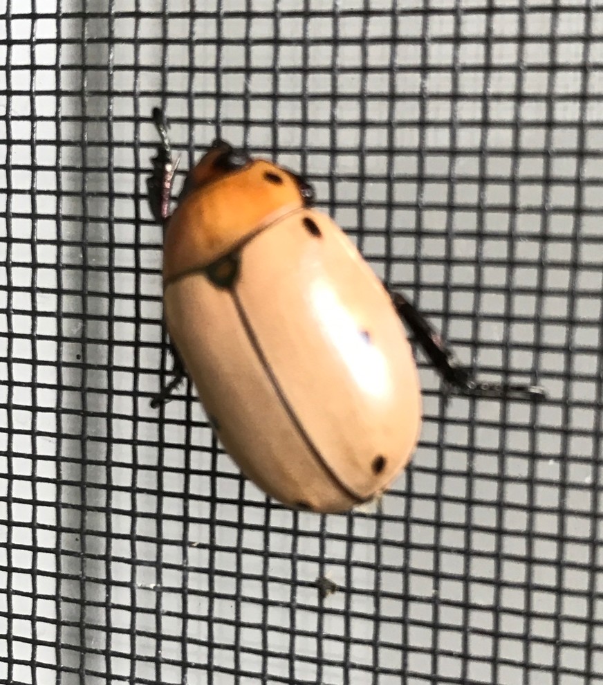 Big tan beetle? NY