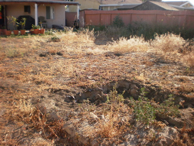 Overgrown yard with mounds and holes: Where do we start?