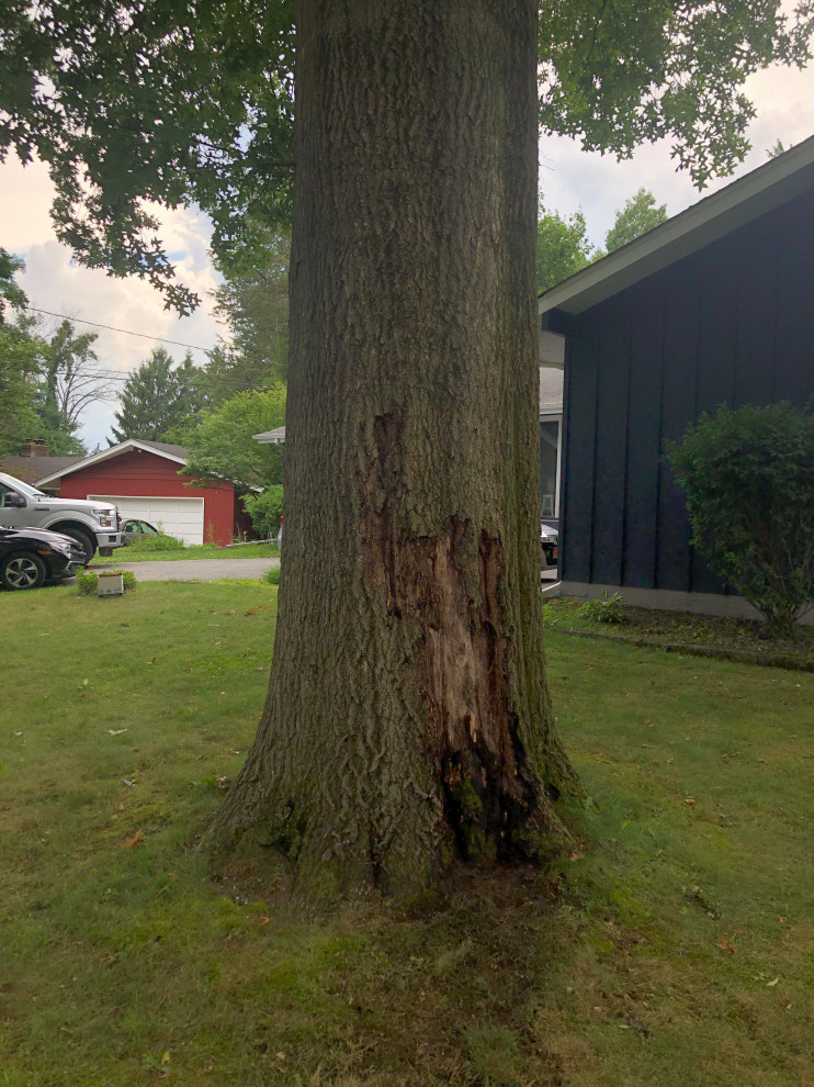 Sick Oak Tree. Help Please!