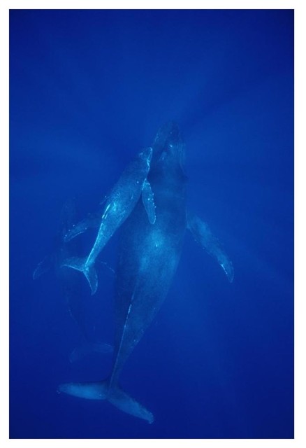 Humpback Whale Cow, Calf And Male Escort, Maui, Hawaii-Paper Art, 12 ...