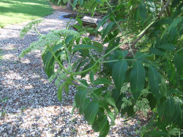 Unknown tree - sumac, walnut, tree of heaven?