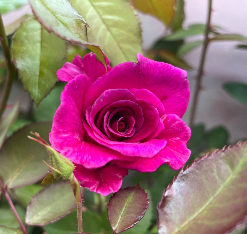 Crimson Glory Rose Bush