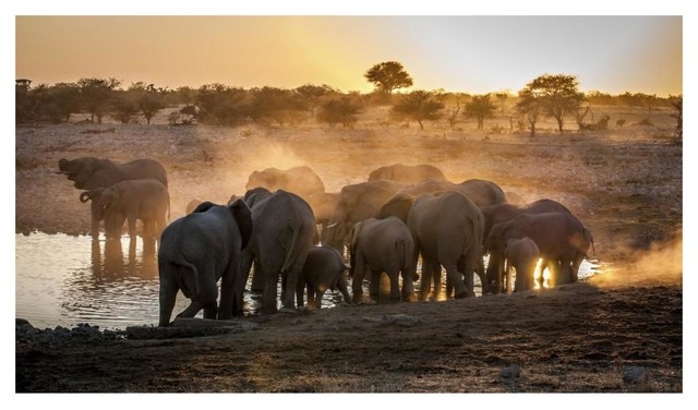 "Elephant Huddle" Digital Paper Print by Simon Van Ooijen, 24"x15", 38 ...
