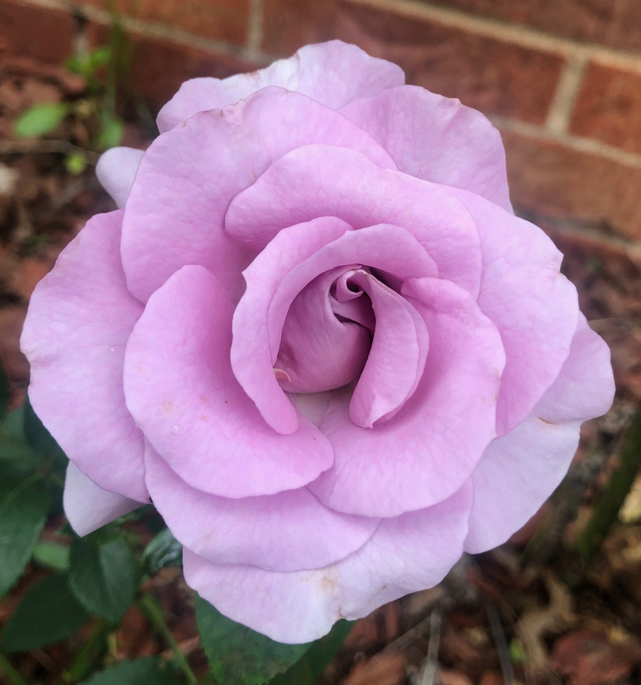 LAVENDER/PURPLE Roses: 2021 Color Threads | Houzz Forum
