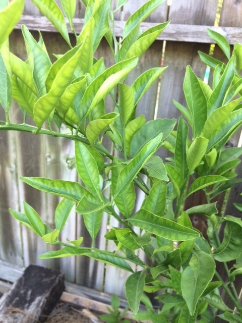 Deficiencies in Citrus trees