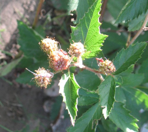 Bugs on Blackberry and Raspberry plants