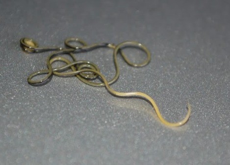 I need help identifying a creature