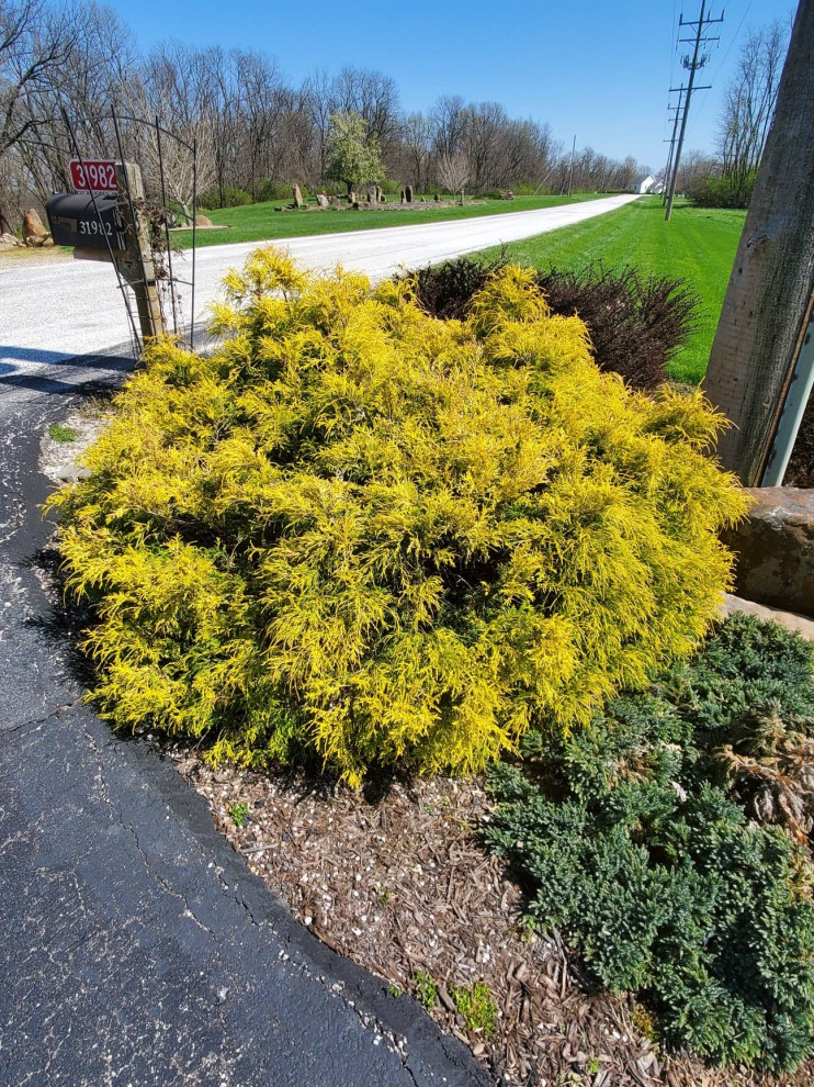 Thread leaf cypress shrubs...pruning tips needed....best technique?