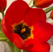 HELEN REED DESIGN - Project Photos & Reviews - Richmond, VA US | Houzz